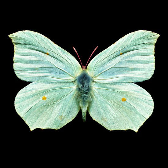 Butterfly III by Heiko Hellwig. Buy pictures & photo art online | LUMAS