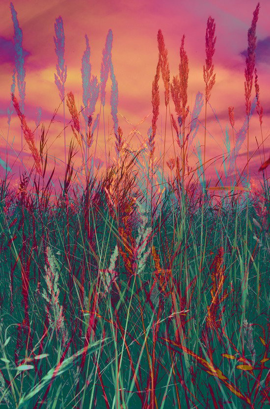 "bloom v7.3" by René Twigge. Buy pictures & photo art online | LUMAS